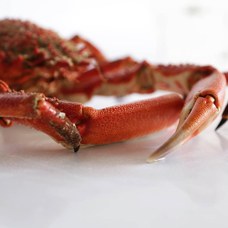 Compre Santola da Ria Macho | Mariskito