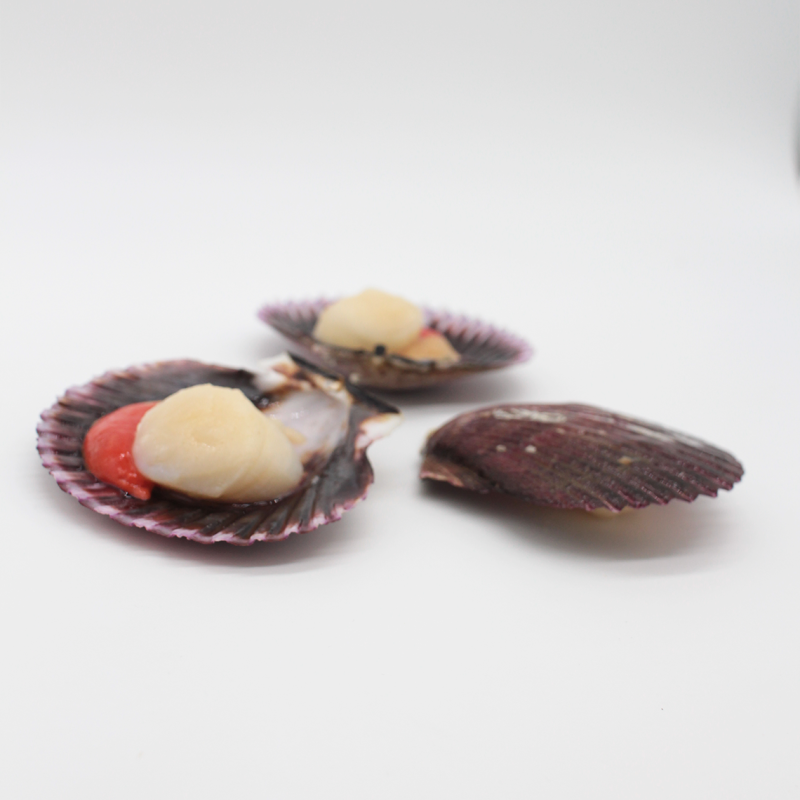 Buy Pacific Scallop | Mariskito