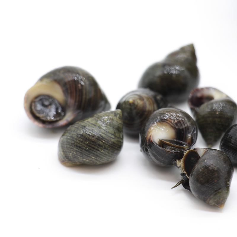 Buy fresh periwinkles online - Galician shellfish home delivery
