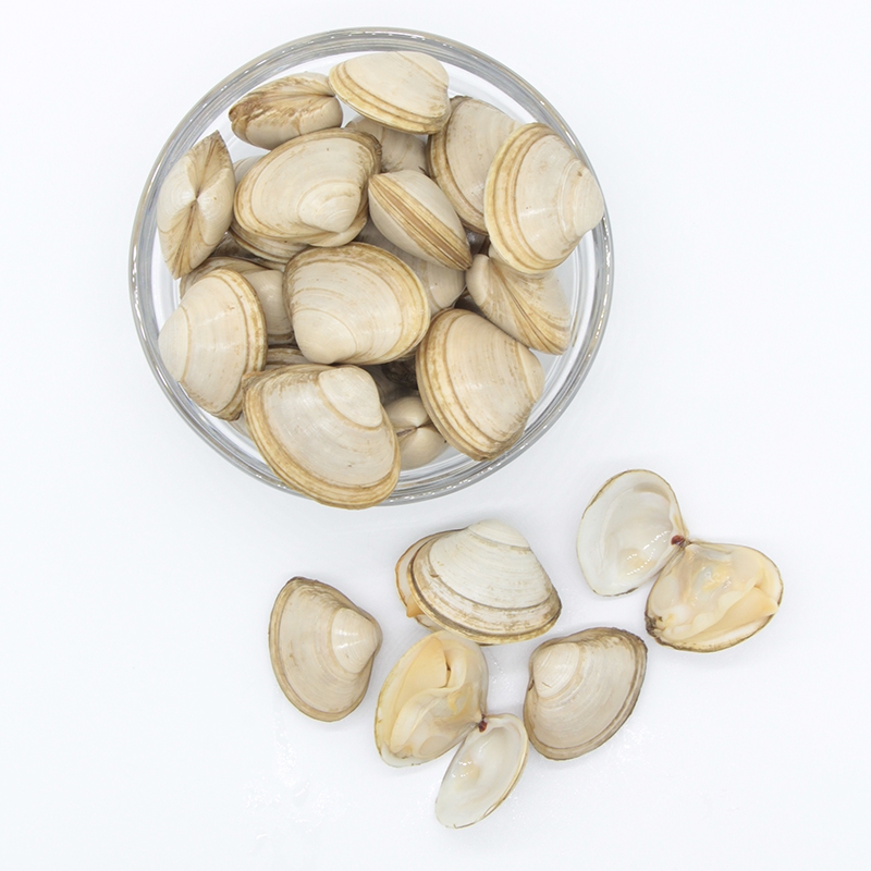 Buy fresh clams online - Surf clams - Galician shellfish home delivery