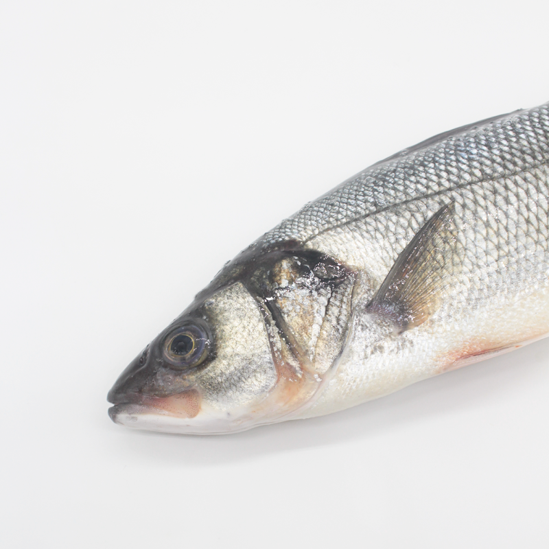 Aquicultura Hibrida De Robalo