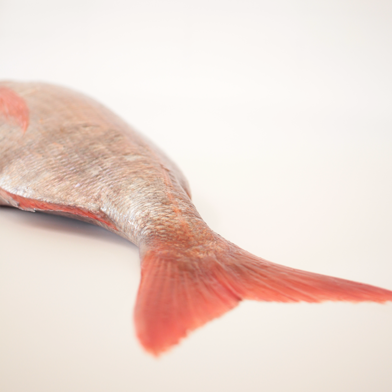 Buy red seabream online - Fresh fish home delivery
