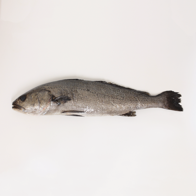Comprar corvina online - pescado blanco fresco a domicilio