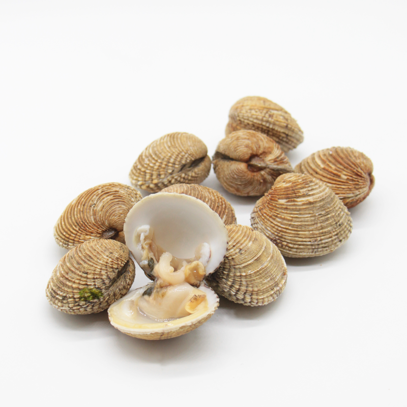 Marisco de concha galego ao domicílio - Compre moluscos e bivalve fresco