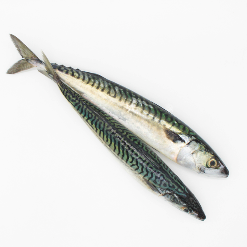 Buy fresh Mackerel | mariskito
