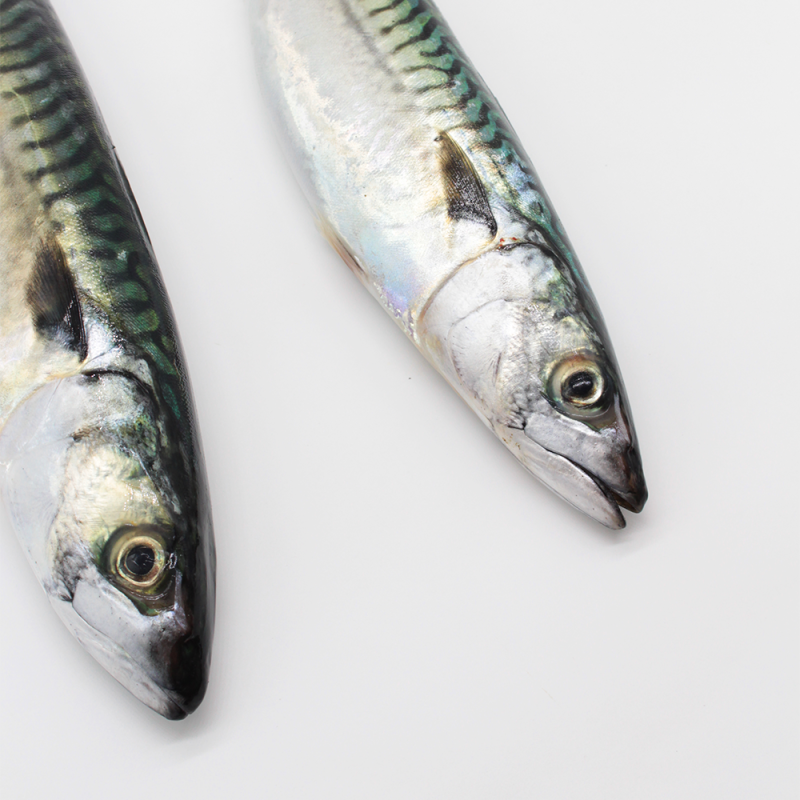 Buy fresh Mackerel | mariskito