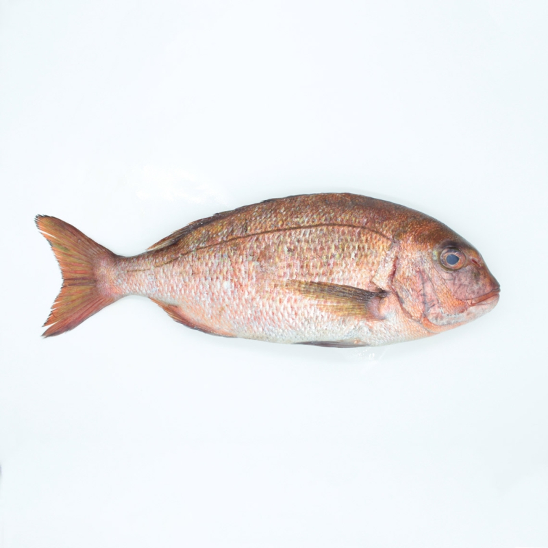 Comprar pargo, un pescado con sabor a marisco | mariskito