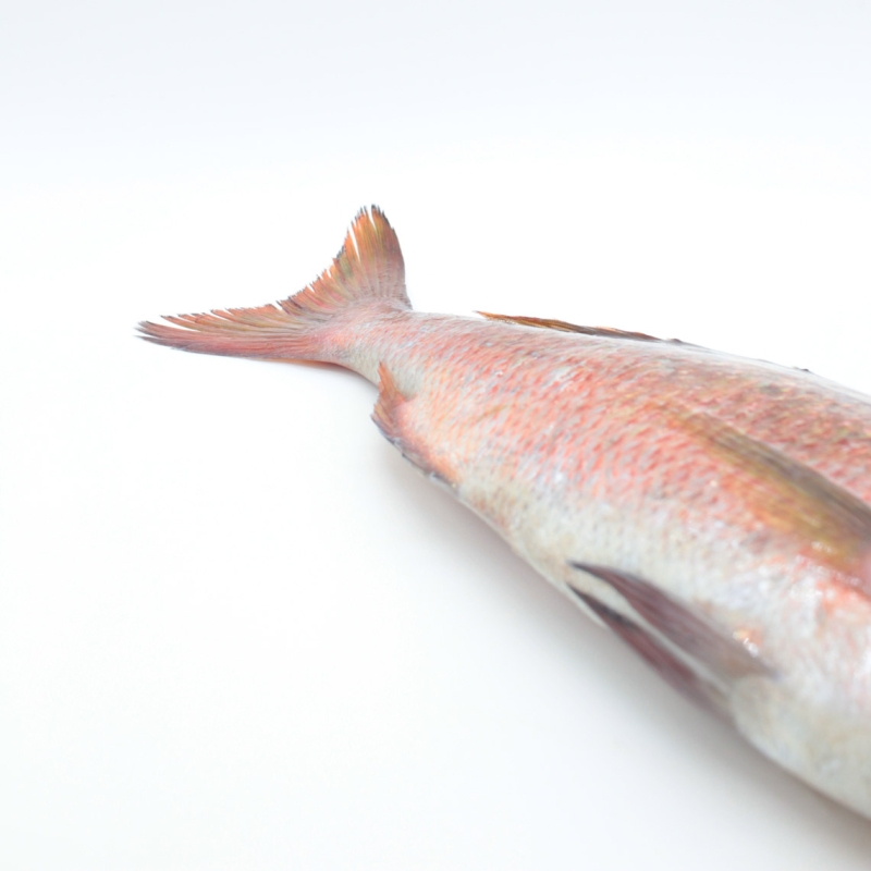 Comprar pargo, un pescado con sabor a marisco | mariskito