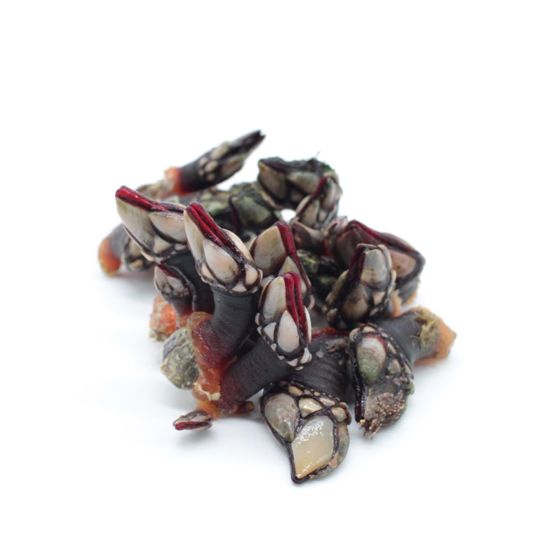 Comprar Percebe gallego online | Mariskito