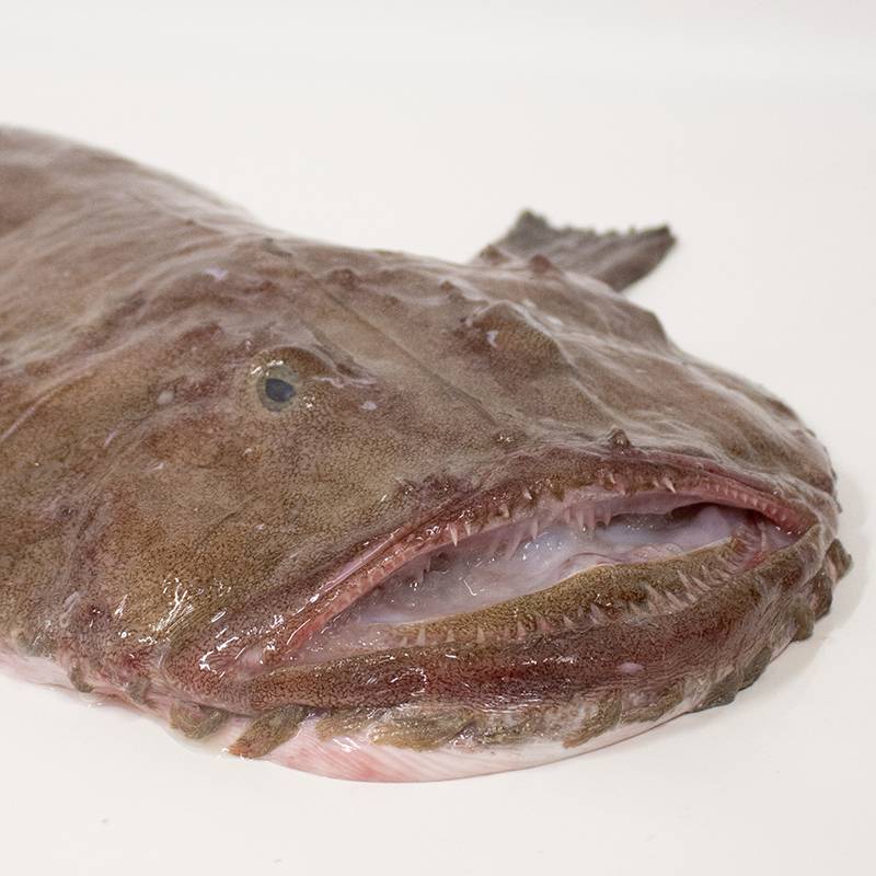 Buy fresh monkfish - Online fishmongers