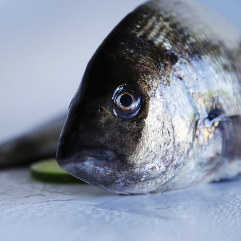 Buy Wild White Seabream| Mariskito