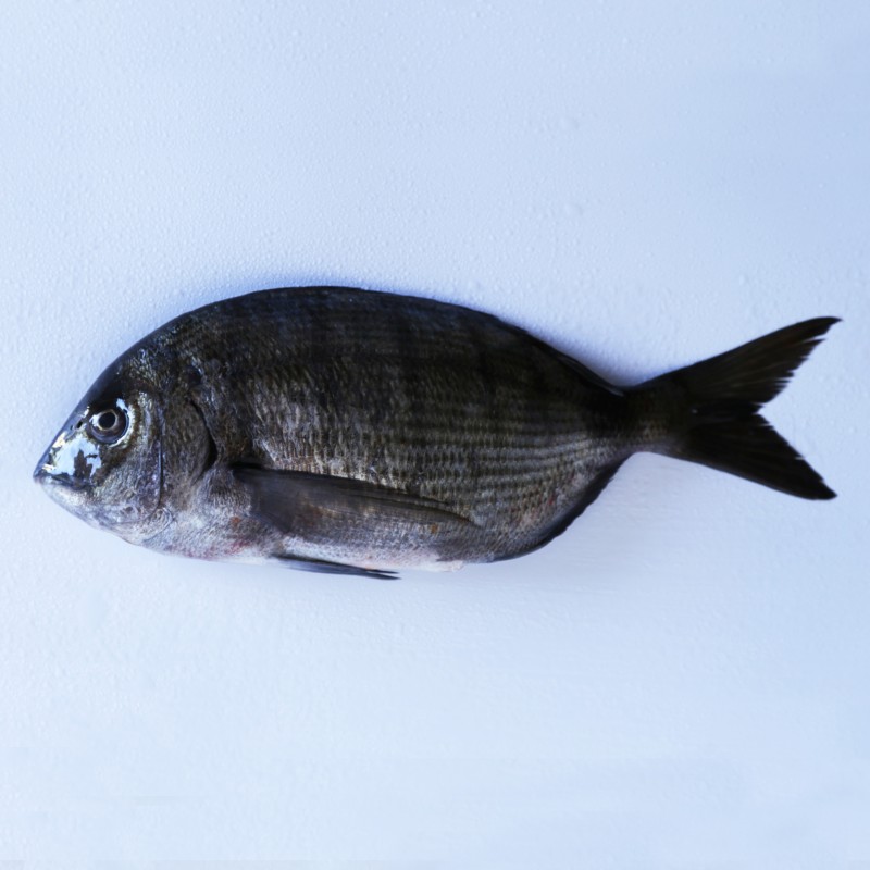 Comprar Sargo - pescado blanco - pescado fresco a domicilio
