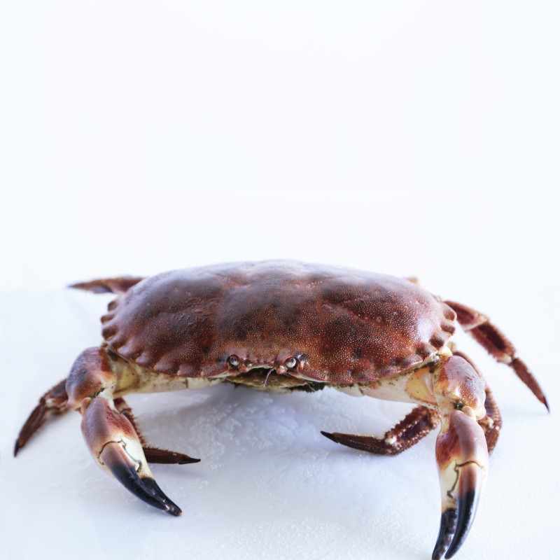 Comprar Buey de Mar | Mariskito