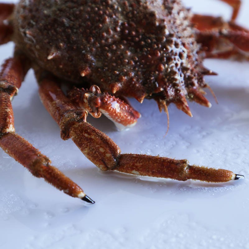 Comprar Centolla - marisco gallego a domicilio