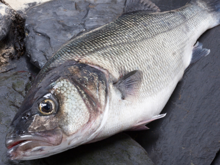 ¿Cómo sabemos si un pescado está fresco? - El Blog de Mariskito