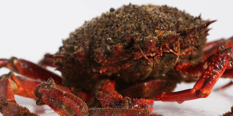 Platos con centolla para esta Navidad - El Blog de Mariskito