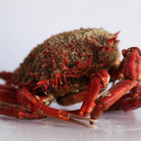 Platos con centolla para esta Navidad - El Blog de Mariskito