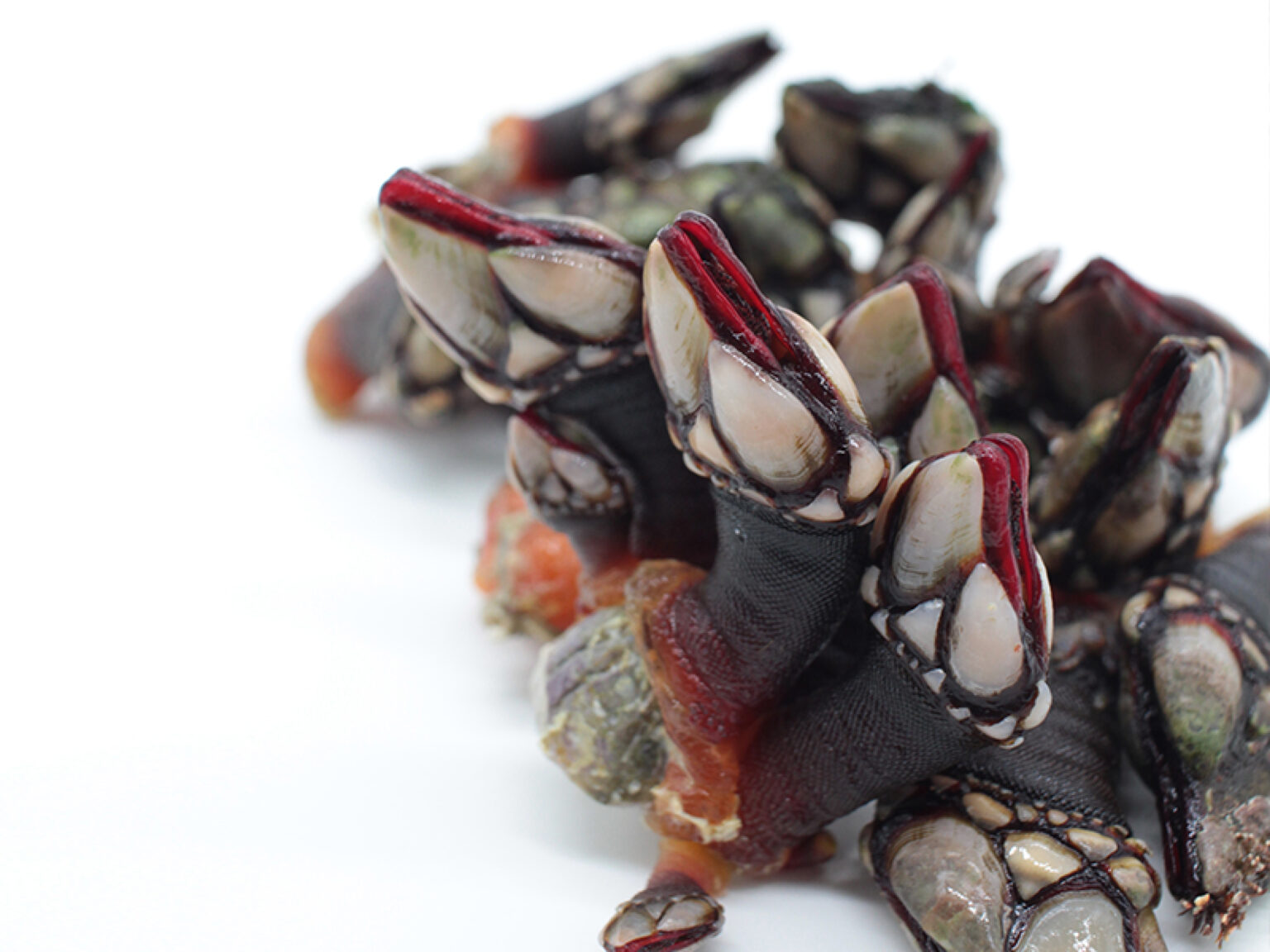 Percebe gallego, una auténtica joya gastronómica - El Blog de Mariskito