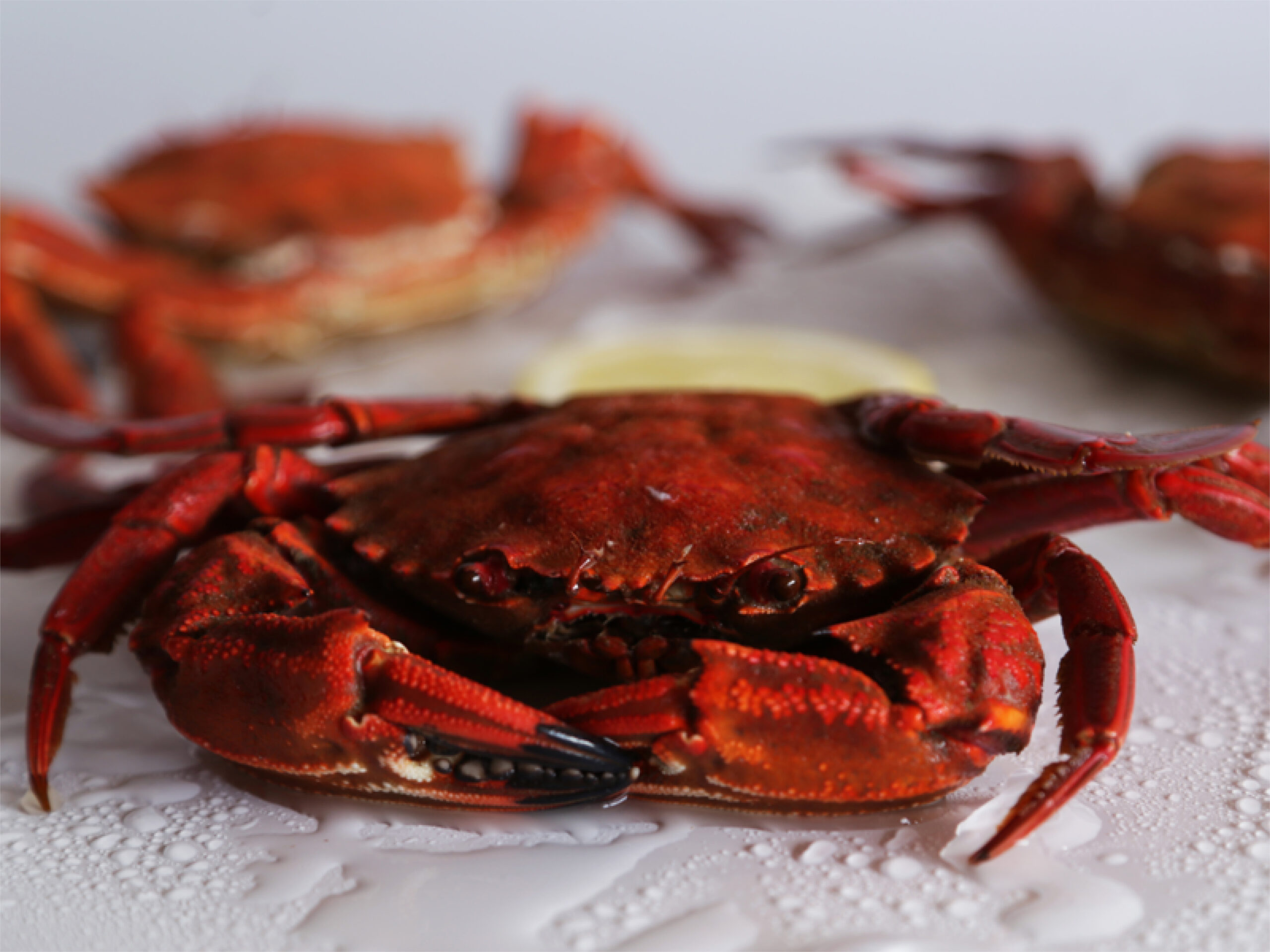 Nécora gallega, la joya oculta de la ría - El Blog de Mariskito